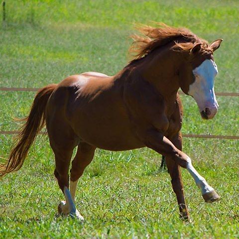 South African Quarter Horse Association - Breeder's site