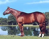 South African Quarter Horse Association - Horse Details